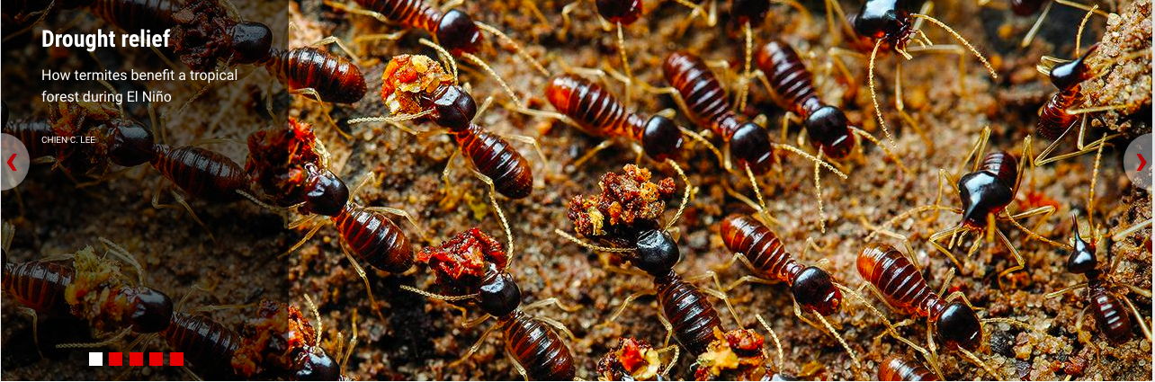 SEARRP scientists show that termites mitigate effects of drought in ...