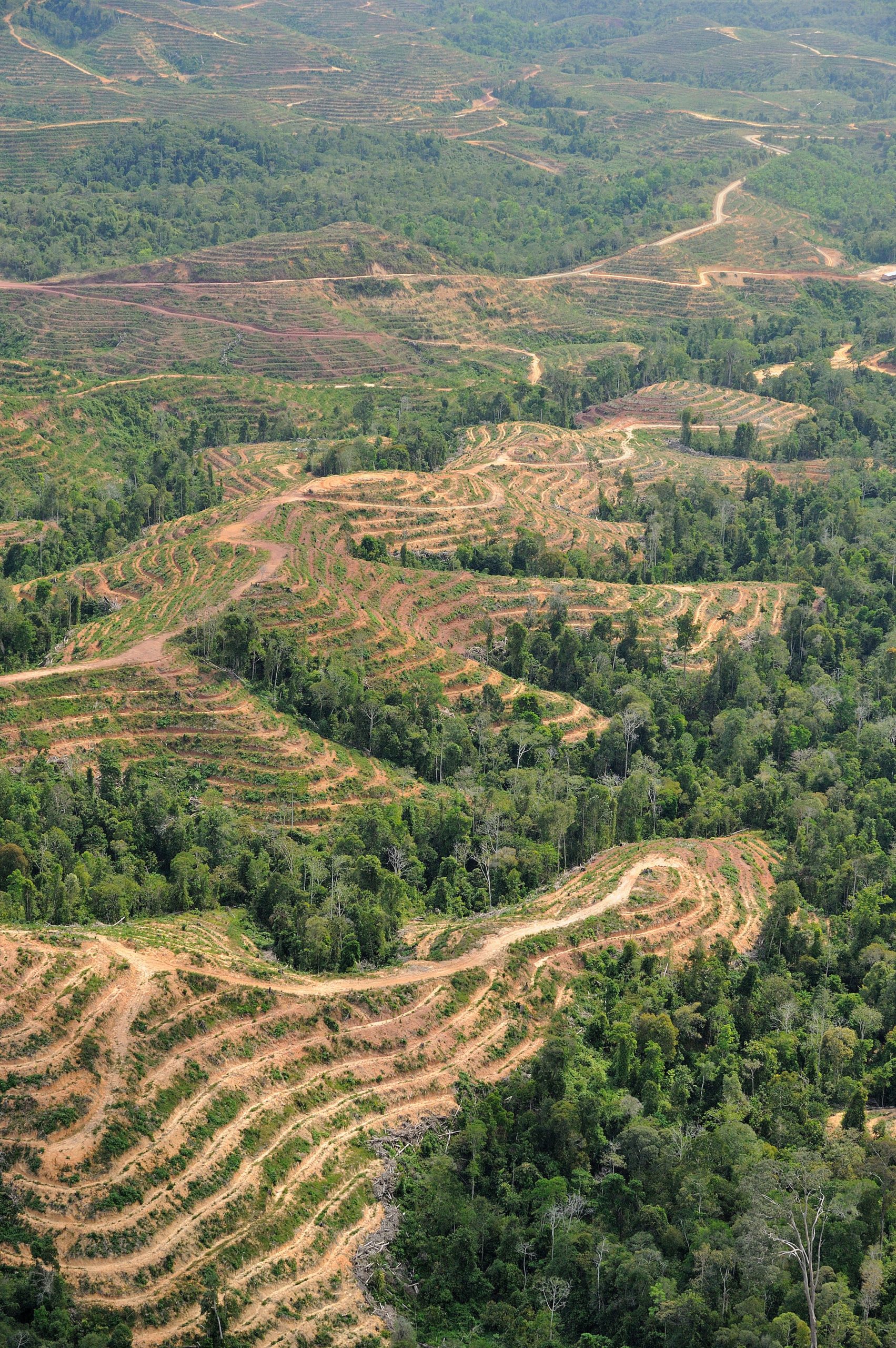 The Sabah Biodiversity Experiment is featured in The Guardian – SEARRP